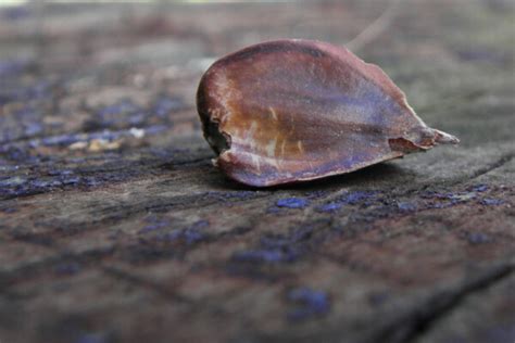 Beech Tree Nuts Species Butter N Thyme