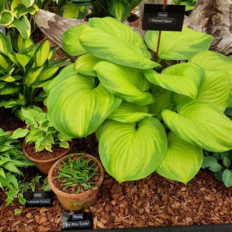 Miniature Hostas In Alpine Gardening Alpine Garden Society