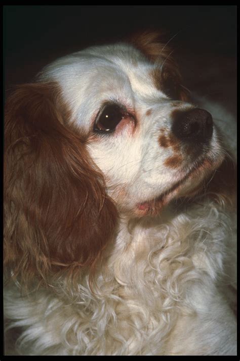 Порода собаки с коричневыми ушами 70 фото картинки Sobakovod Club