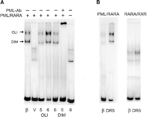 Figure 1 From Pml Rara Rxr Oligomers Mediate Retinoid And Rexinoid Camp Cross Talk In Acute