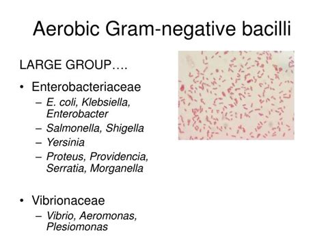 Examples Of Gram Negative Bacilli Uustat