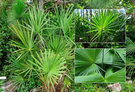 Saw Palmetto For Pcos Does It Help And How To Use It Vinatura