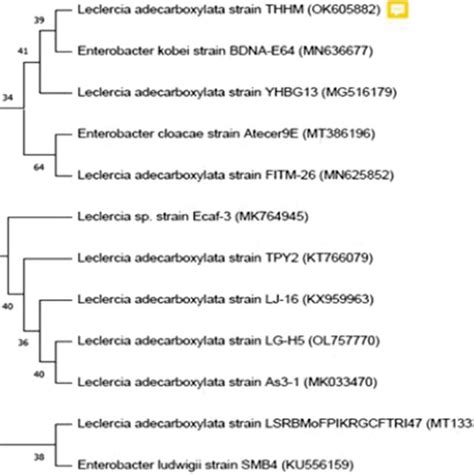 The Phylogenetic Analysis Of The 16s Rrna Sequence Of The Bacterial Download Scientific Diagram