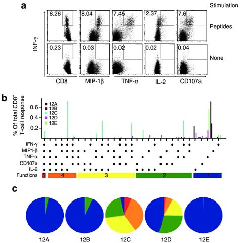 Polyfunctional Antigen Specific Cd8 T Cells Are Induced Following