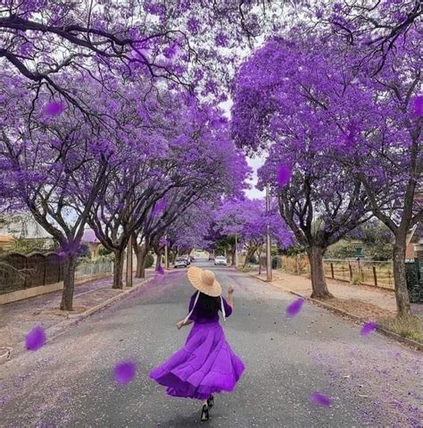 იასამანი აყვავდა იცი