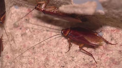 Cockroach Infestation On Street Causes Halloween Cancellation On Street