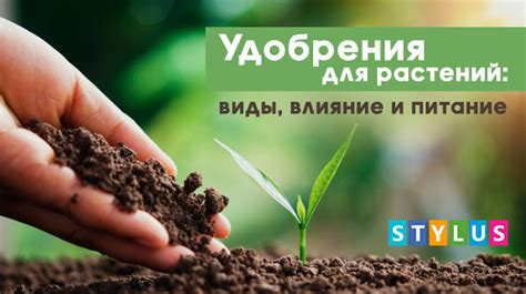 Удобрения для растений виды влияние и питание Блог Stylus