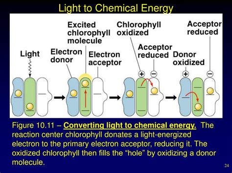 Ppt Photosynthesis Powerpoint Presentation Free Download Id3114140