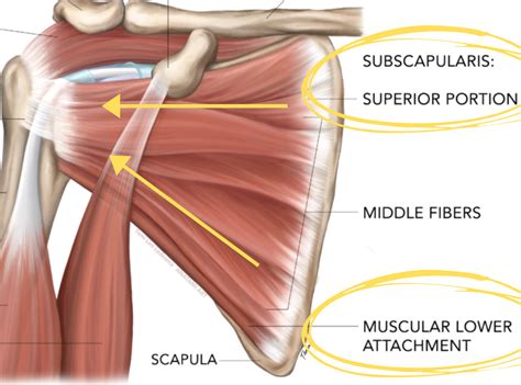 Subscapularis Tendon