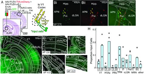 Retrograde Transsynaptic Tracing Of Inputs To The Pul V1 Pathway A Download Scientific