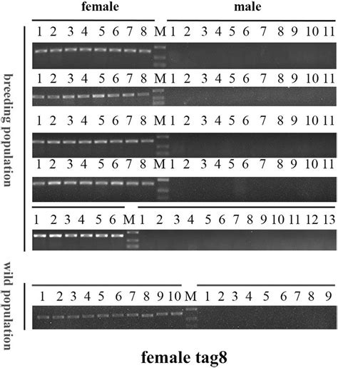 Frontiers Identification Of Sex Specific Markers Through 2b Rad