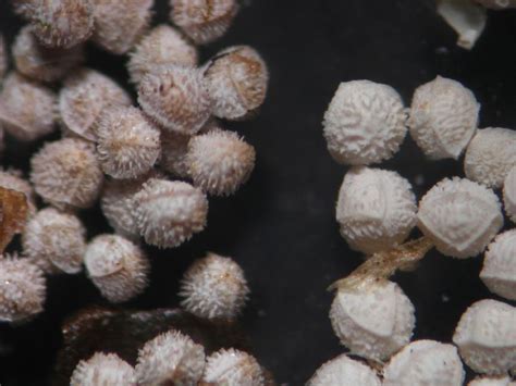 Ri Equisetopsida Lycopodiopsida And Isoetopsida Among Rhode Island Wildflowers