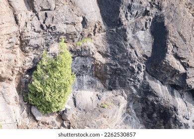 Tree Growing Out Rock Face Stock Photo Shutterstock