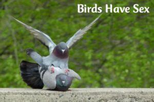 Do Birds Have Sex Understanding Bird Mating And Reproduction