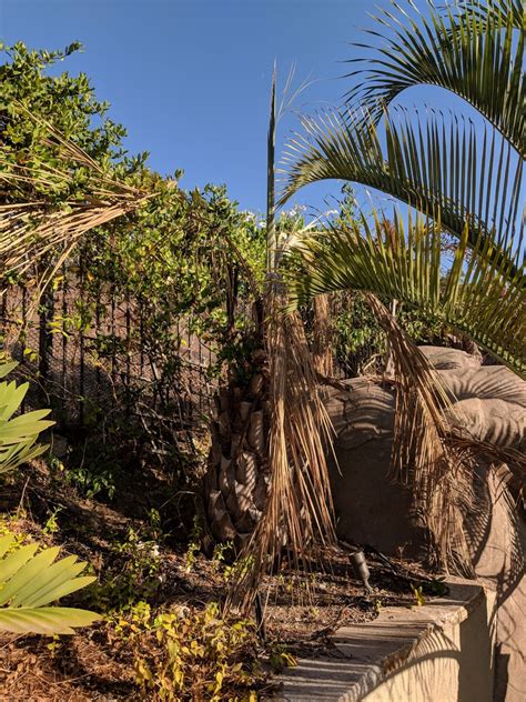 Confirmed Ganoderma Sp Presumed Zonatum On Butia In San Diego Discussing Palm Trees