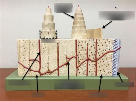 Compact Bone Labeled Model
