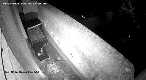 Marlows Peregrines Update Wild Marlow
