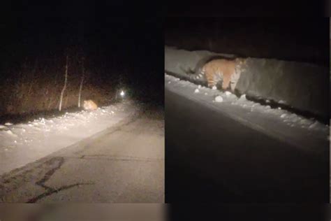 东北虎路边淡然打望，见男子夜里开车围观，潇洒起身离开