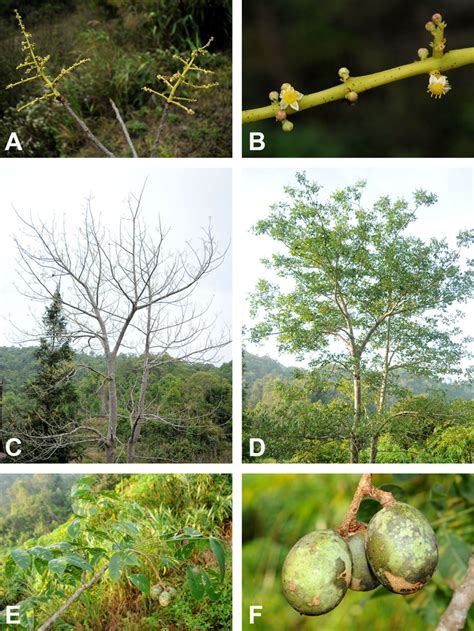 Spondias Pinnata Lf Kurz A Flowering Branches B Flowers C