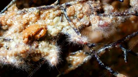 Mycorrhizal Fungi Growing Around Pine Tree Roots Stock Video Clip K011 2339 Science Photo