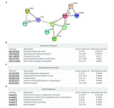 Interactome Analysis Of Sr Bi A String Analysis Showed Top 10