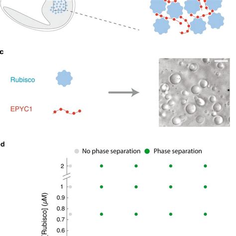 The Components Of The Pyrenoid—epyc1 And Rubisco—phase Separate In Download Scientific Diagram