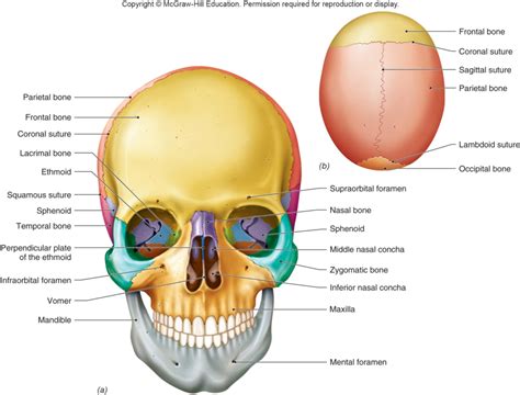 Axial Skeleton Diagram Skull