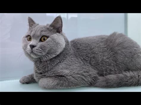 브리티시 땡이 하이랜드폴드책임분양 애완견책임분양 반려견책임분양 소형견키우는방법 중형견키우는방법 대형견키우는방법 미니비숑프리제키우는방법 토이푸들키우는방법 골든리트리버키우는방법