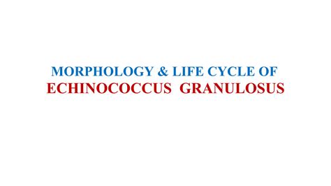 Solution Morphology And Life Cycle Of Echinococcus Granulosus Notes