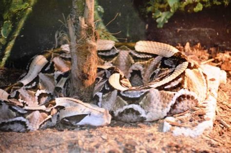 150 Gabon Engereği Engerek Fotoğraflar Stok Fotoğrafları Resimler Ve Royalty Free Görseller