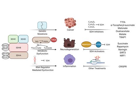 Succinate Dehydrogenase Structure