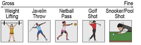 Gross And Fine Continuum Mammoth Memory Definition Remember Meaning