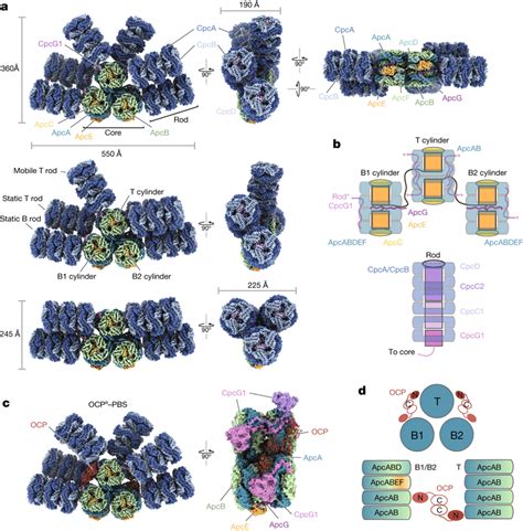 Structural Overview Of Pbs And Ocp Pbs From Synechocystis Sp Pcc Download Scientific Diagram