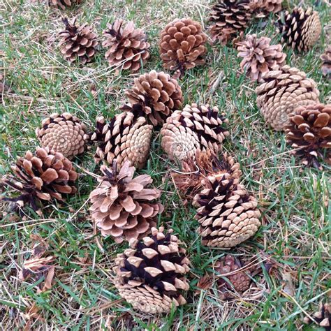 Natural Collection Of Pine Cones Pine Cones Cones Natural Wonders