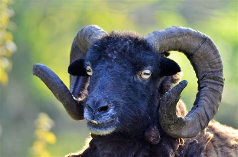 Ram Sheep Black Free Photo On Pixabay