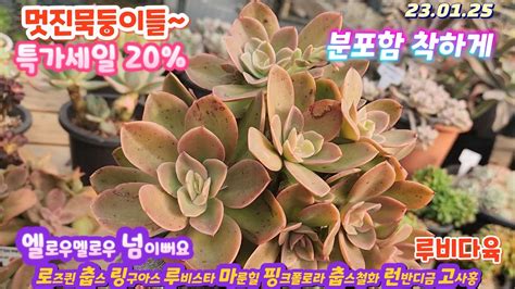 루비다육3탄특가세일20할인핑크폴로라올펫티피군생춥스철화나나후크백봉연봉블루엘프엘로우멜로우고사홍레드환타지 Youtube