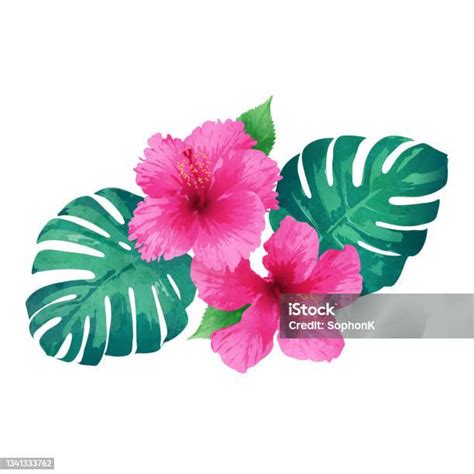 벡터 핑크 히비스커스 꽃 과 열대 잎 배열 고립 된 흰색 배경 0명에 대한 스톡 벡터 아트 및 기타 이미지 0명 개화기 계절 Istock