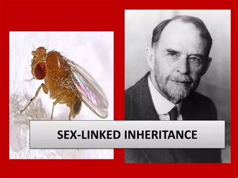 PPT SEX LINKED INHERITANCE PowerPoint Presentation Free Download ID 2211893