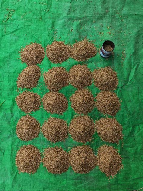 ထီးချိုင့်မြို့နယ်တွင် မိုးစပါး တင်း ၁၀၀ အထက် ထွက်ရှိရေး စံပြကွတ်အား စံကွက်ရိတ်သိမ်း