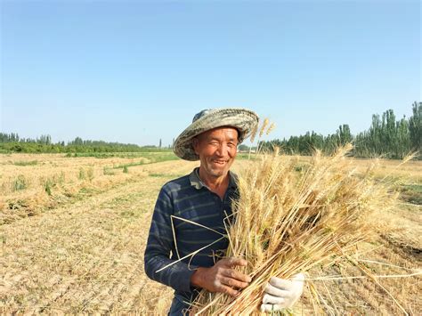 开镰啦 新疆麦盖提县小麦迎丰收 中国网