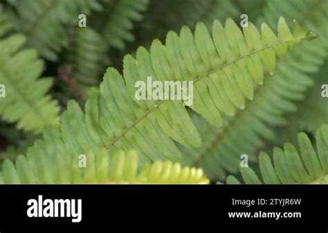 Pteridophyta Plant Stock Videos And Footage Hd And 4k Video Clips Alamy