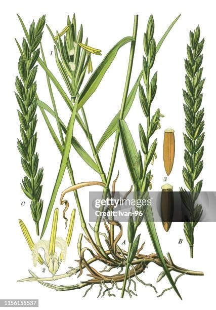 37 Couch Grass High Res Illustrations Getty Images