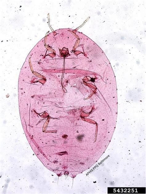 Passionvine Mealybug Planococcus Minor Maskell