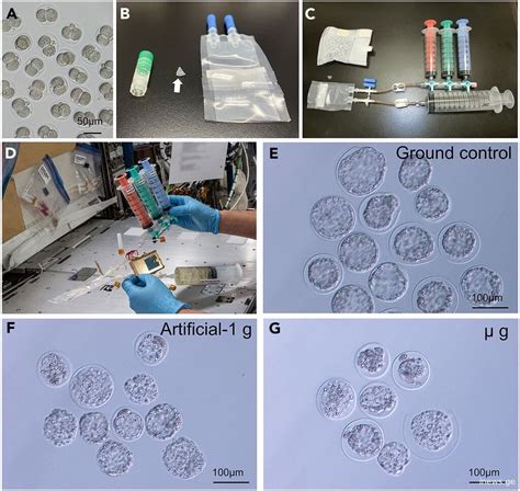 პირველად ისტორიაში კოსმოსში თაგვის ემბრიონები გაზარდეს Inews