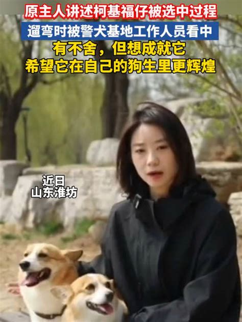 原主人讲述柯基福仔被选中过程：遛弯时被警犬基地工作人员看中警犬新浪新闻