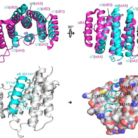 Dimerization Of Aff1 4 Is Essential To Tat Dependent Hiv 1 Proviral Download Scientific Diagram