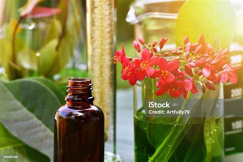 약물 연구 자연 유기 식물학 및 과학적인 유리 대체 녹색 허브 의학 천연 스킨 케어 아름다움 제품 연구와 개발 개념 Stem 주제에 대한 스톡 사진 및 기타 이미지 Istock