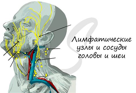 Лимфатические Узлы На Шее Фото —