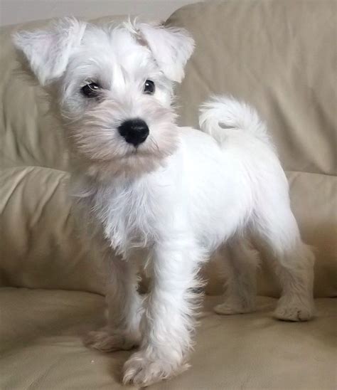 Pin De Mollie Fox En Puppy Love ️ Perros Schnauzer Perros Perros