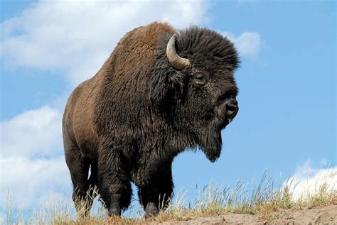 The Iconic American Bison Hubpages